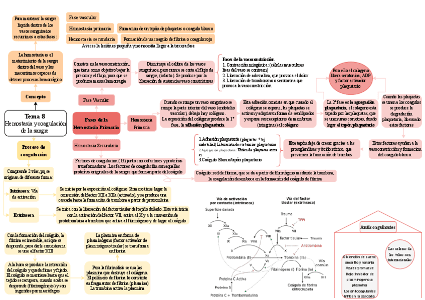 Esquema-tema-8-fisio.pdf