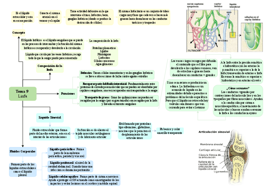 Esquema-tema-9-fisio.pdf