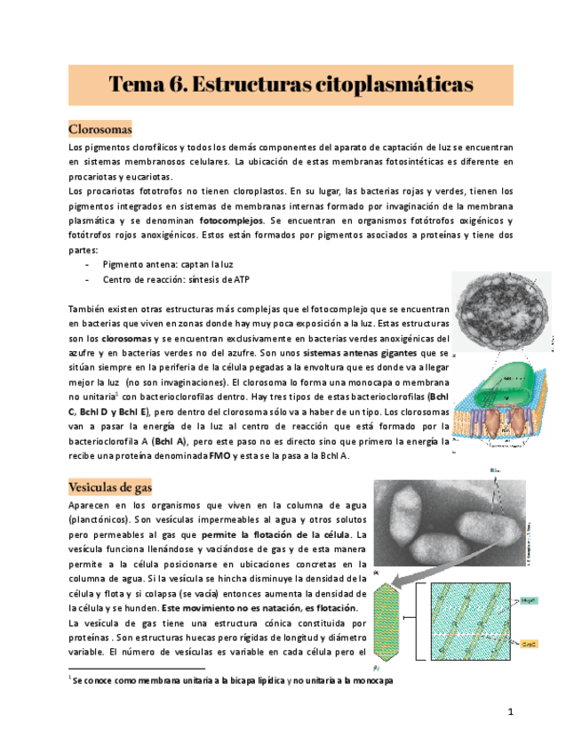 Tema-Tema-6.-Estructuras-citoplasmaticas.pdf