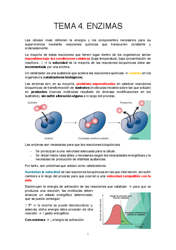 TEMA-4.-ENZIMAS.pdf
