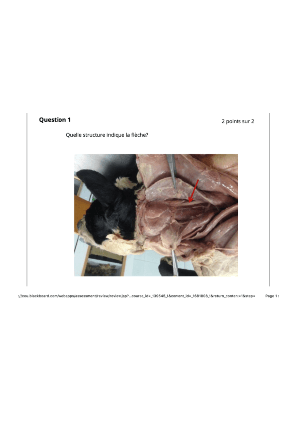 TEST TP4 anatomie FR.pdf