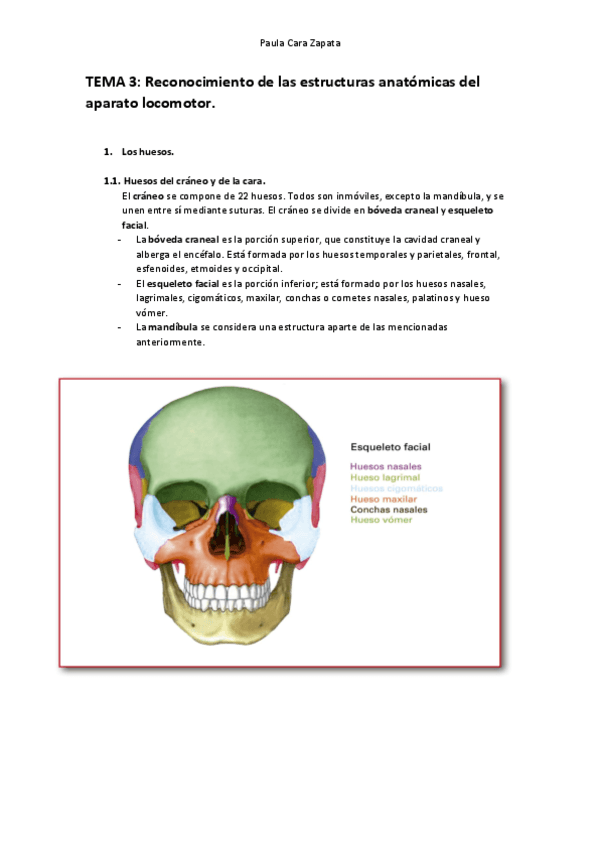Tema-3-Anatomia.pdf