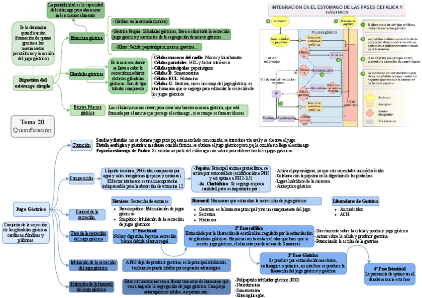 esquema-tema-20-fisio.pdf