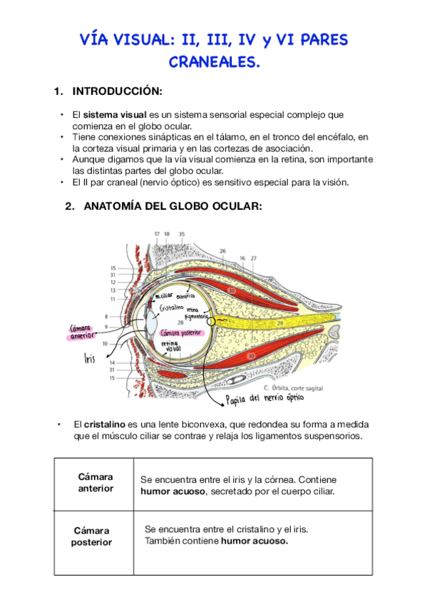 T12.-Via-visual.pdf