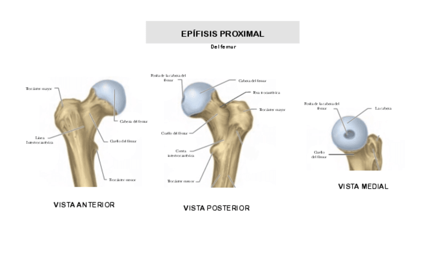 Huesos-Del-Muslo.pdf