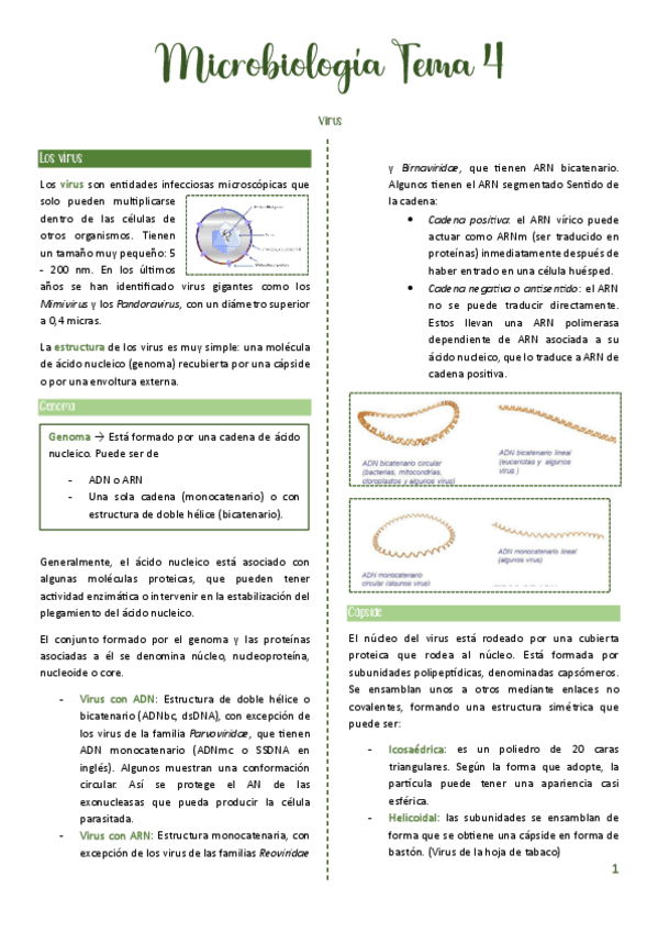 Tema-4-microbiologia.pdf