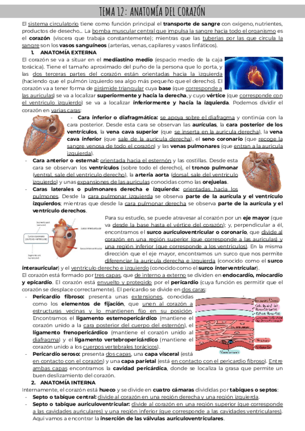 Tema 12 Anatomía Anatomía Del Corazón Pdf