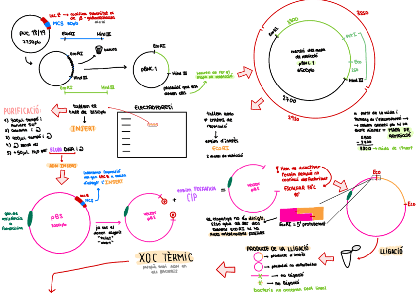 Resum-esquema-practiques-biologia-molecular-i-genomica.pdf