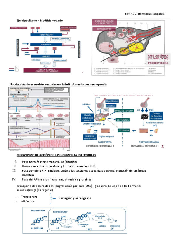 Tema-31-completo.pdf