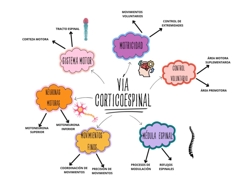 esquema-via-corticoespinal.pdf