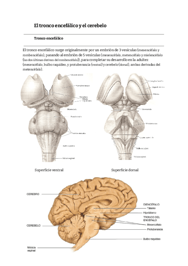 Tema-9-El-tronco-encefalico-y-el-cerebelo.pdf