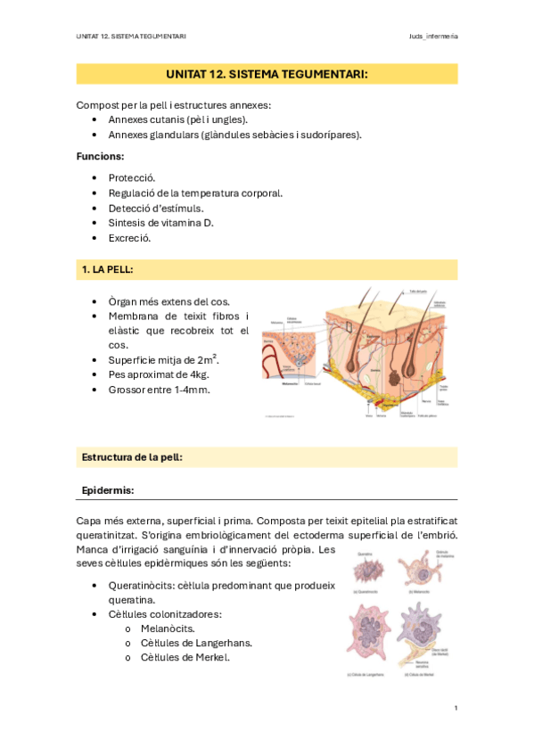 ANATOMIA-UNITAT-12.-SISTEMA-TEGUMENTARI.pdf