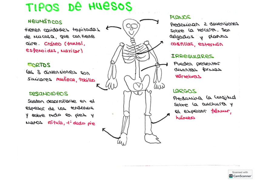 tipos-de-huesos.pdf