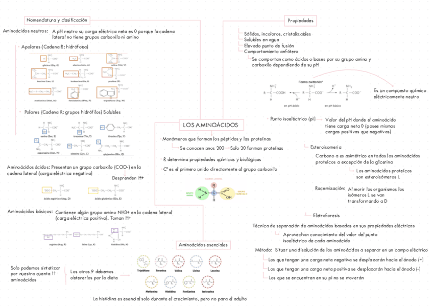 ESQUEMAS-BIOLOGIA-SEGUNDO-DE-BACHILLERATO-TEMA-4-COMPLETO-LAS-PROTEINAS.pdf