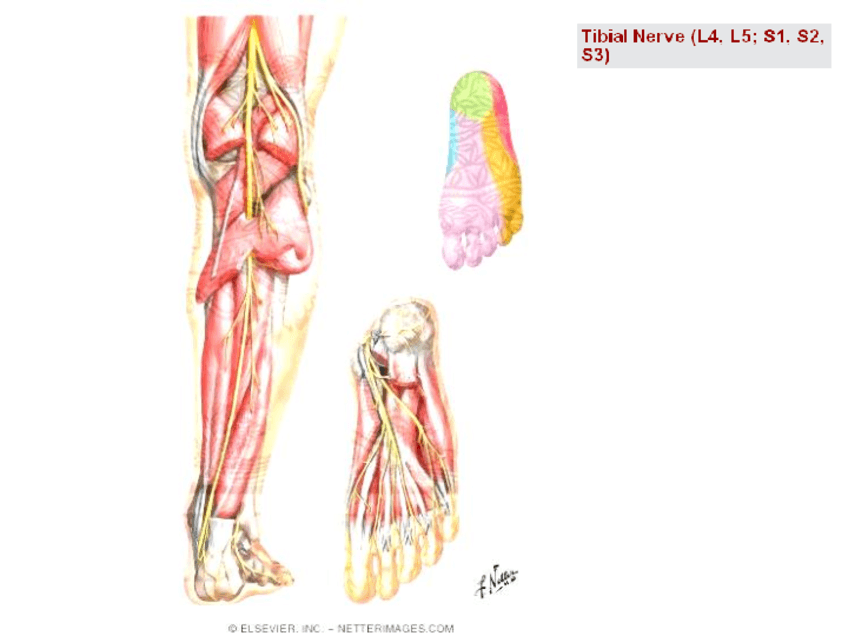 TEMA-1.08-TIBIAL-NERVE.pdf