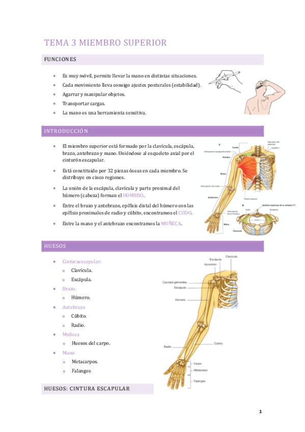 TEMA-3-ANATOMIA-HUMANA.pdf