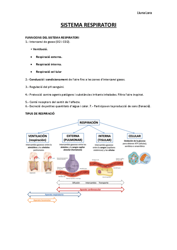 Respi-anatomia.pdf