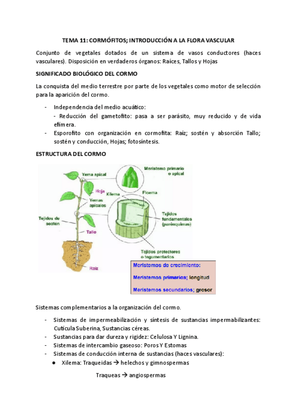 TEMA-11-CORMOFITOS-INTRODUCCION-A-LA-FLORA-VASCULAR.pdf