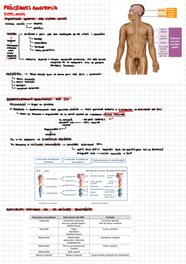 Practiques-Anatomia.pdf