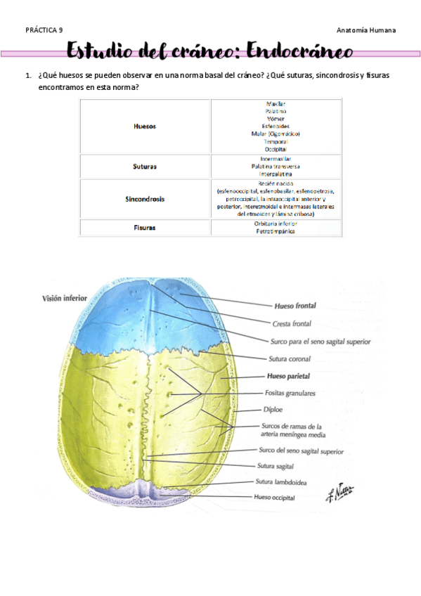 PRACTICA-9-Endocraneo.pdf
