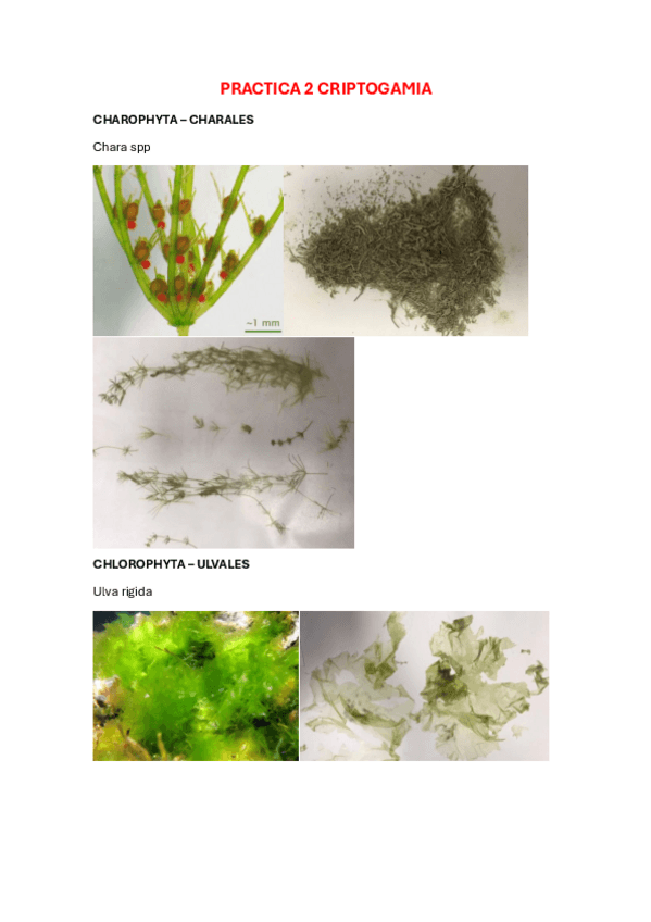 PRACTICA-2-ALGAS.pdf