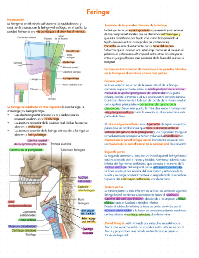 Clase-3.1-Faringe-Y-Esofago.pdf