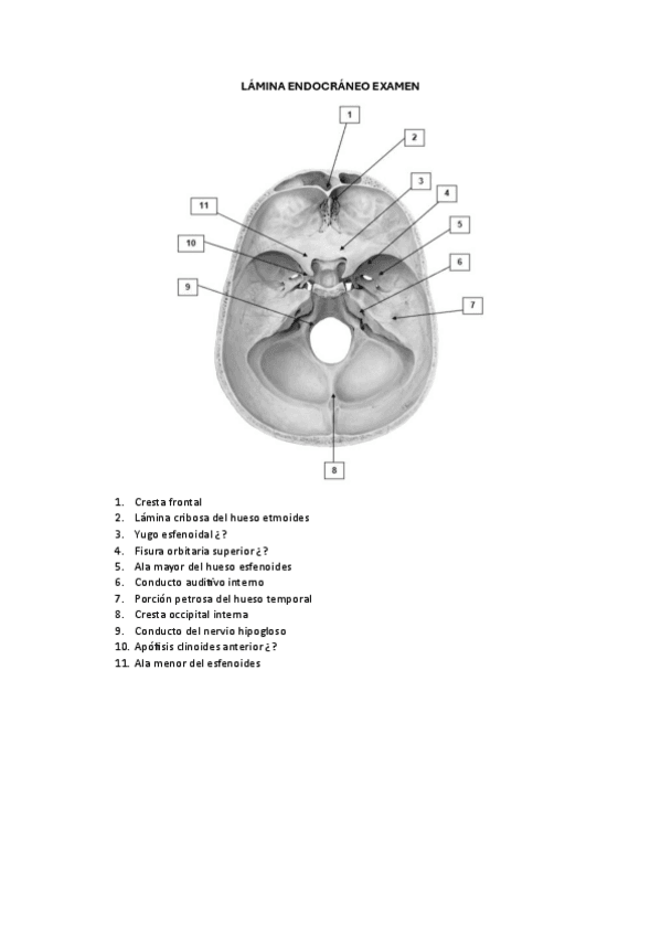LAMINA-ENDOCRANEO-EXAMEN.pdf