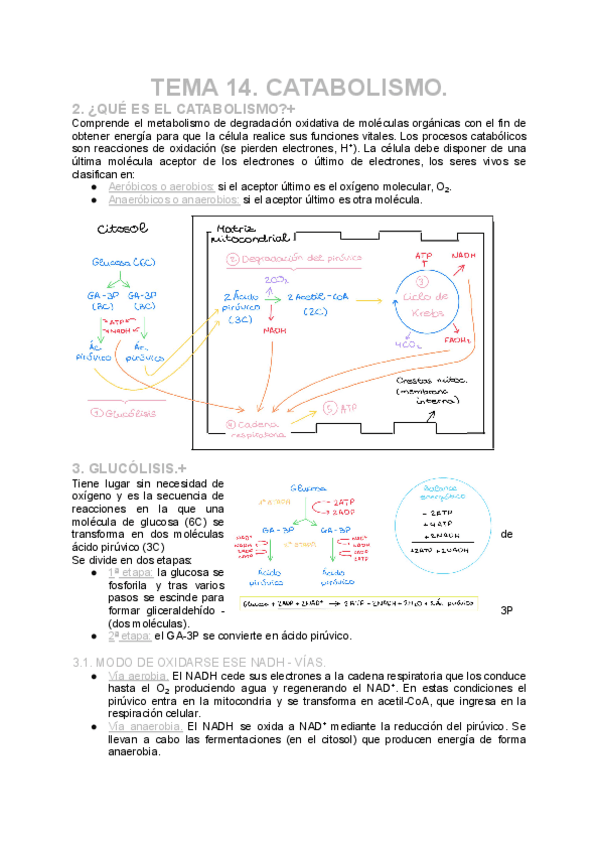 tema-14-el-catabolismo.pdf