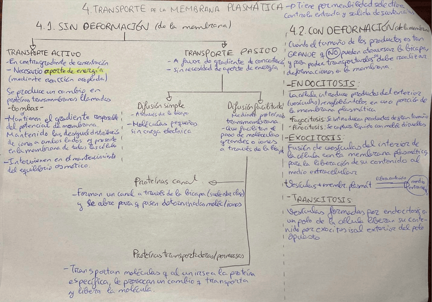 Mebrana Plasmatica Esquema Pdf