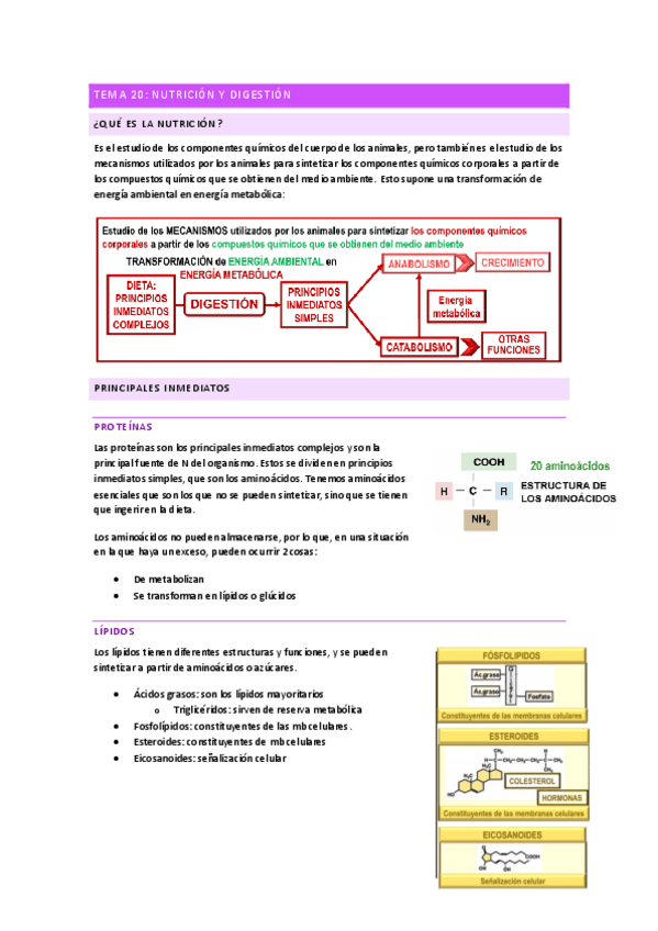 tema-20-nutri-y-digestion.pdf