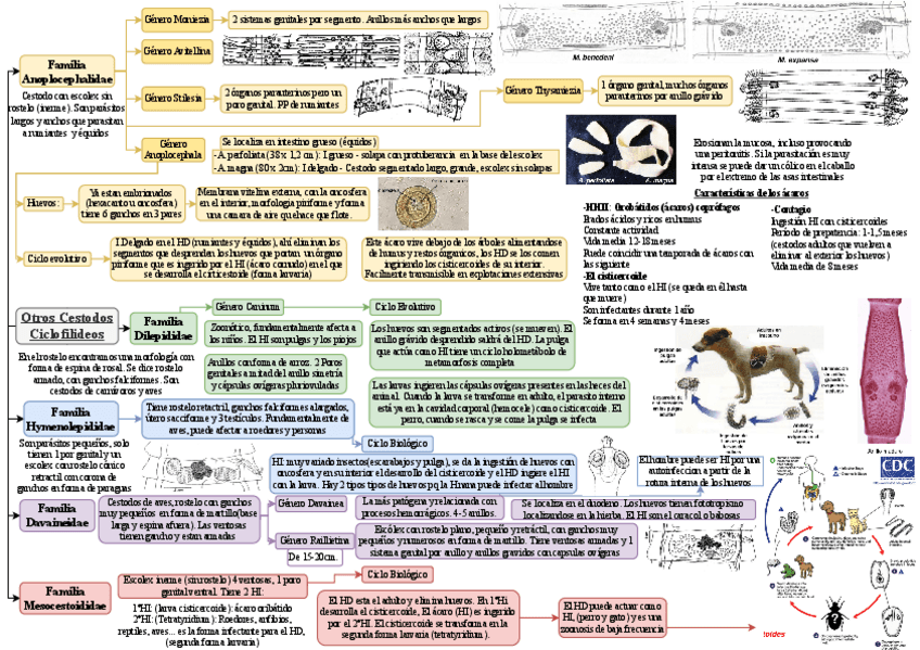 Esquema-tema-11-parasitologia.pdf