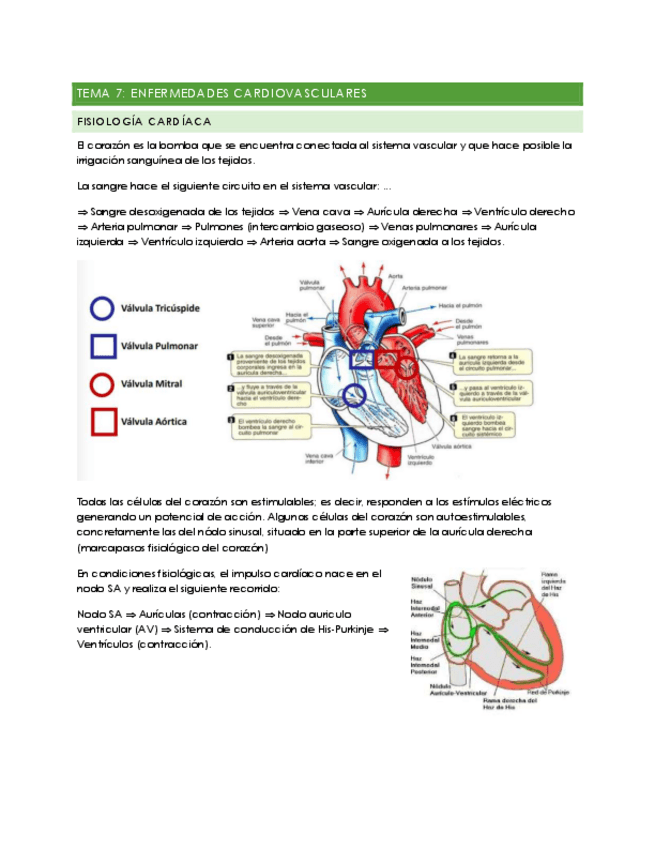 TEMA-7.-cardio.pdf