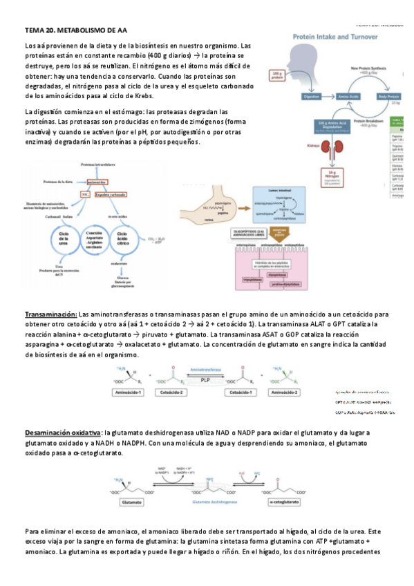 TEMA-20.-METABOLISMO-DE-AA.pdf