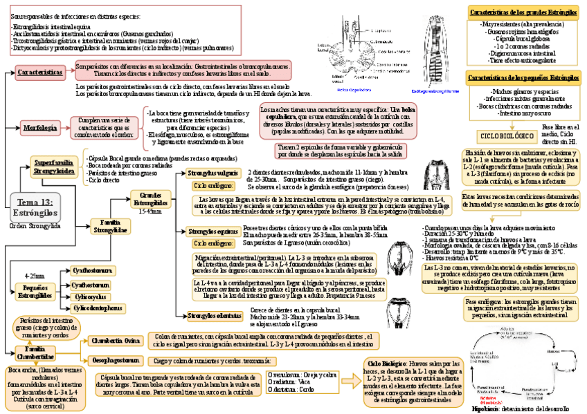 Esquema-tema-13-parasitologia.pdf