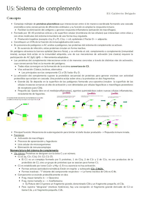 U5-Sistema-de-complemento.pdf