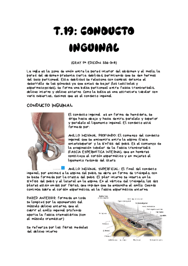 T19-CONDUCTO-INGUINAL-anato-I-24-25.pdf