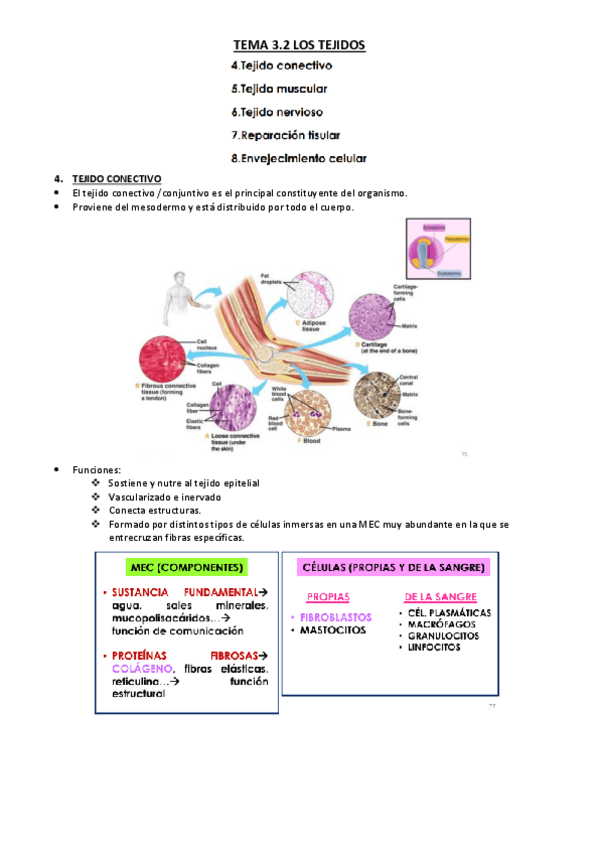 TEMA-3.-PARTE-2.-LOS-TEJIDOS.pdf