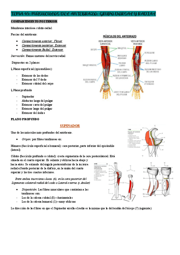 TEMA-45-Musculos-del-antebrazo-2-grupo-extensor-y-radial.-Miocinetica ...