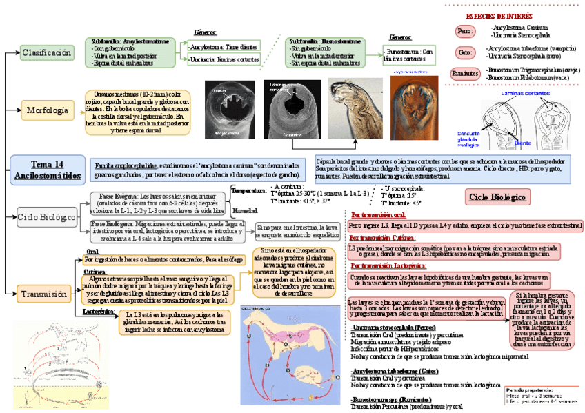 Esquema-tema-14-Parasitologia.pdf