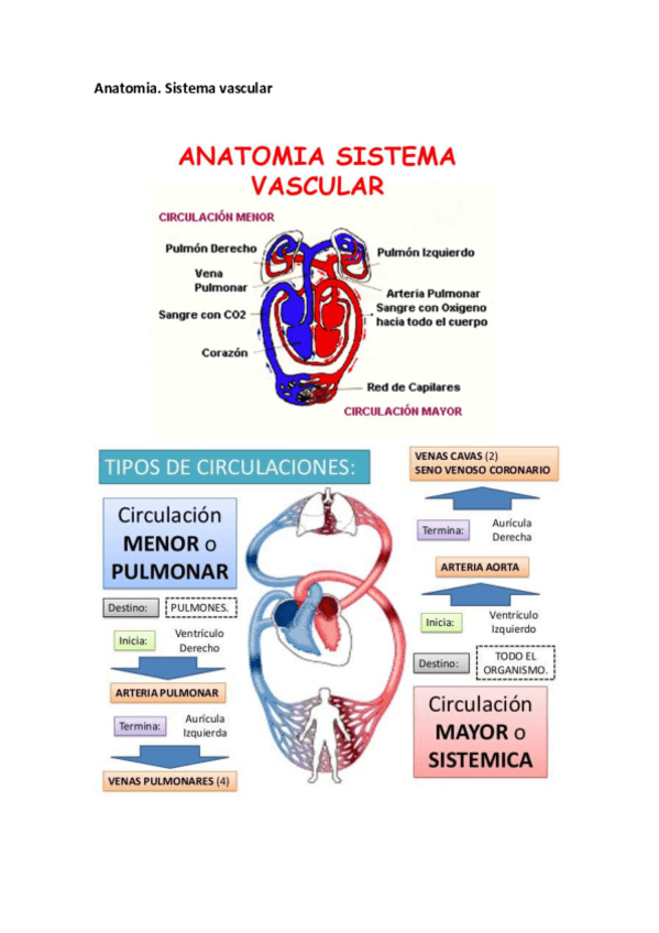 ANATOMIA-APARATO-VASCULAR.pdf