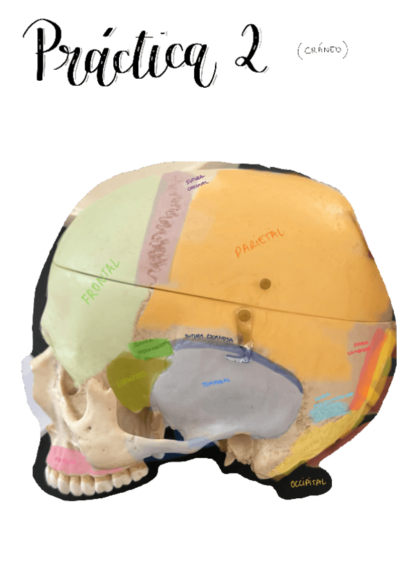 Practica-2-CRANEO.pdf