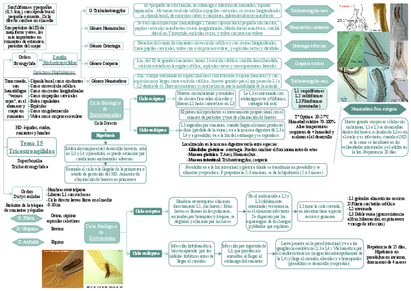 Esquema-tema-15-parasitologia.pdf