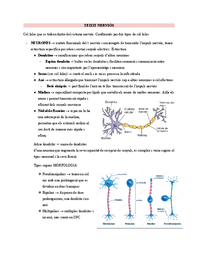Tema-4-Teixit-nervios.pdf