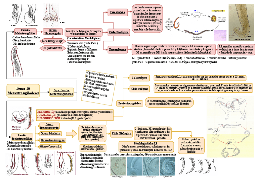 Esquema-tema-16-parasitologia.pdf