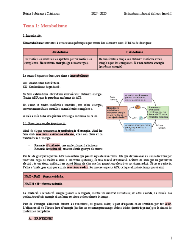 Apunts-metabolisme.pdf