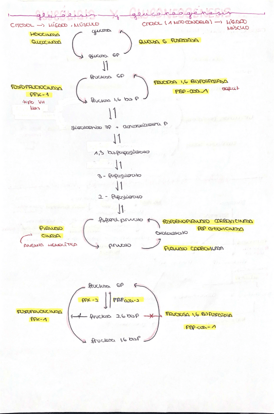 Esquemas-rutas-metabolica.pdf