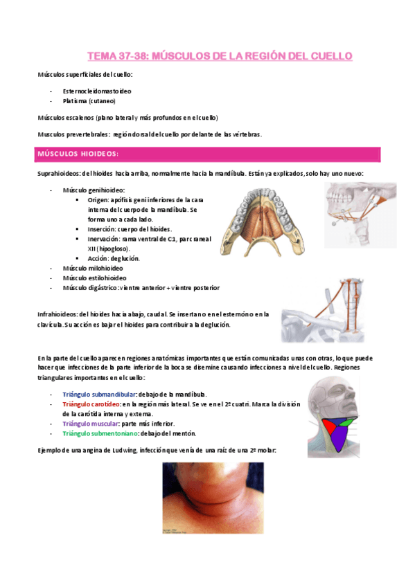 tema-37-38-musculos-del-cuello.pdf