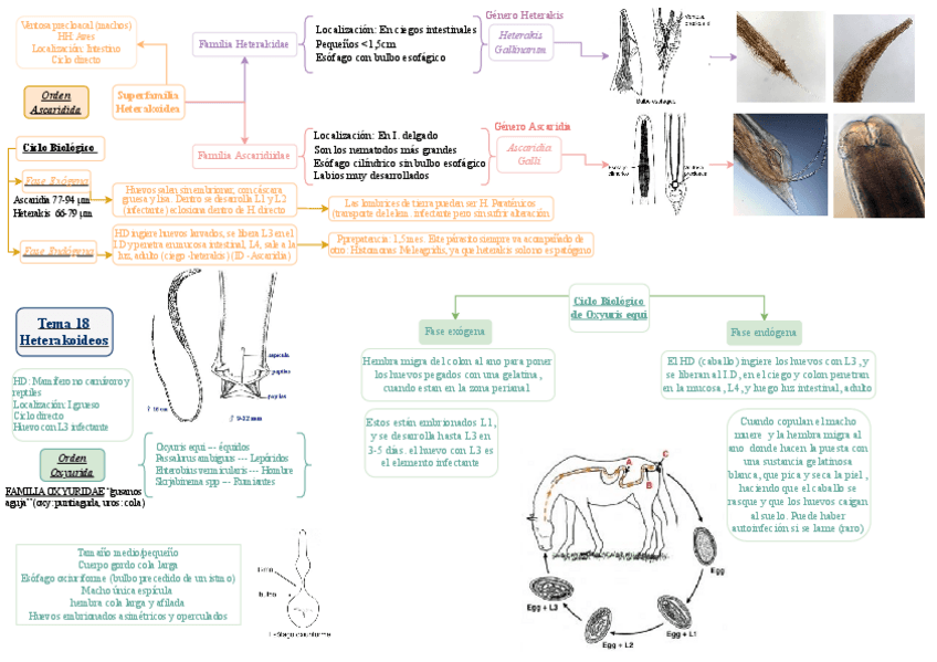 Esquema-tema-18-parasitologia.pdf
