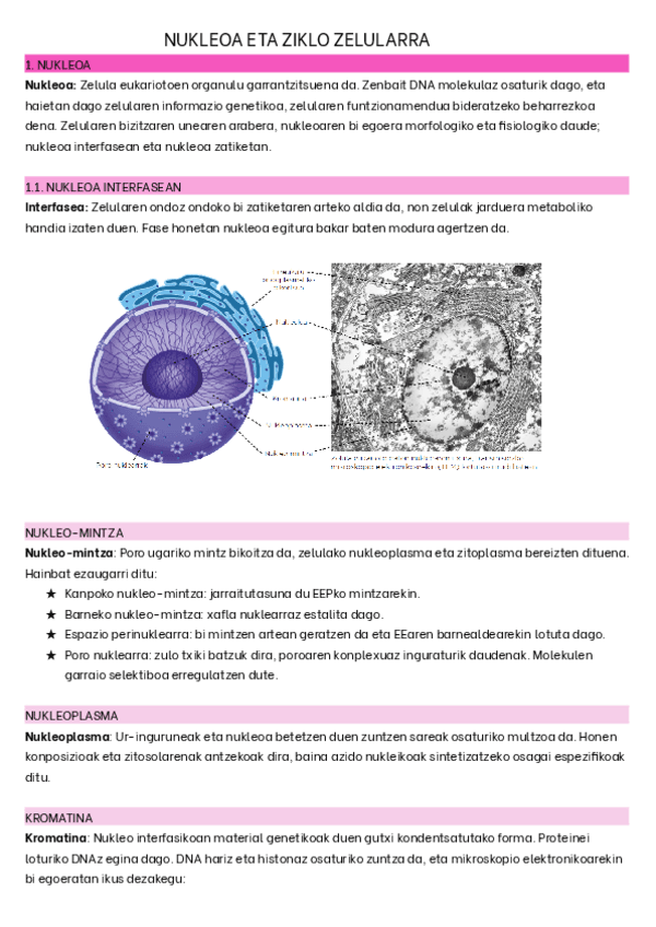 BIOLOGIA-APUNTEAK-EUSKARAZ-NUKLEOA-ETA-ZIKLO-ZELULARRA.pdf