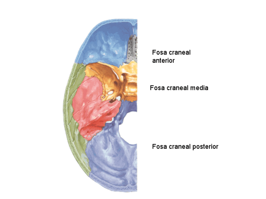 Practica-Endocraneo-y-base.pdf